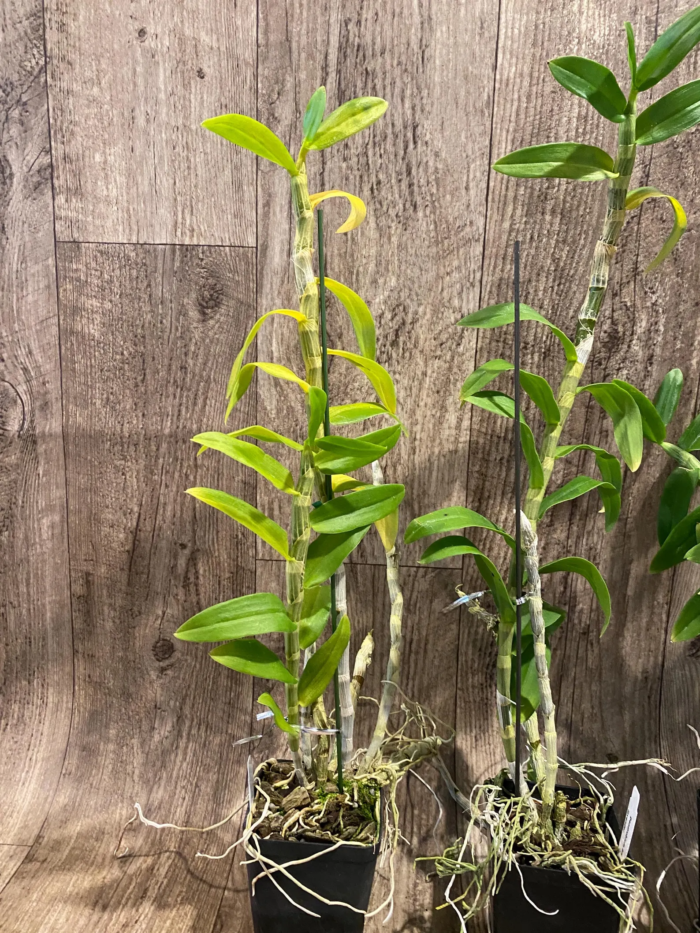 Dendrobium anosmum ‘Lavender’ (3.5” pot) - Everything Orchids
