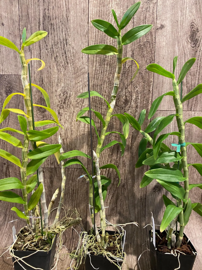 Dendrobium anosmum ‘Lavender’ (3.5” pot) - Everything Orchids