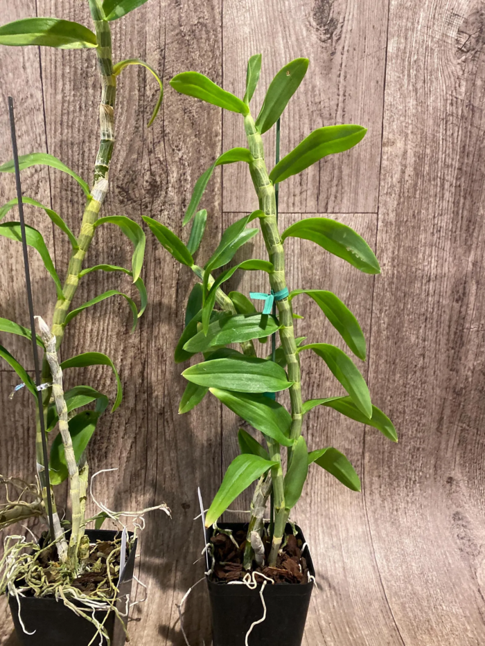 Dendrobium anosmum ‘Lavender’ (3.5” pot) - Everything Orchids