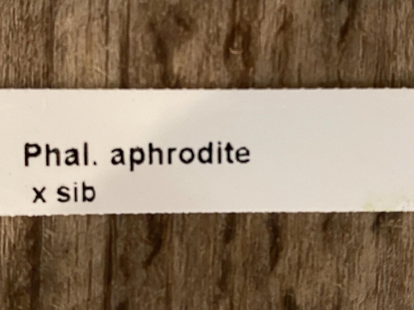 In Spike Phalaenopsis aphrodite × sib (3” Pot) - Everything Orchids