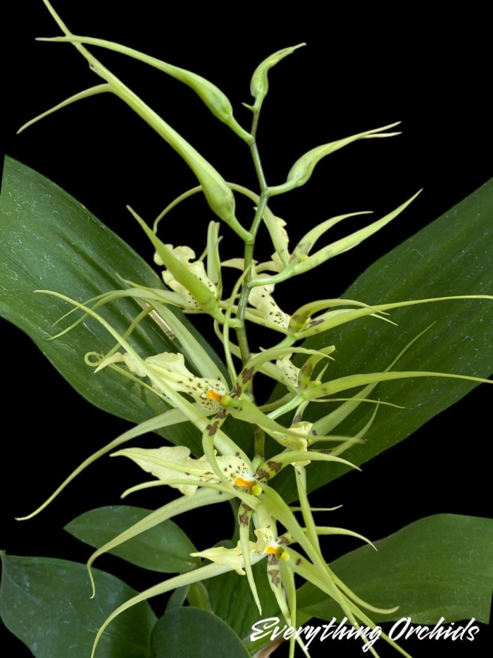Brassia (Caudata alba x Edval Loo) x Brassia Rex ‘Waiomaio Spotloss’ (3 ...