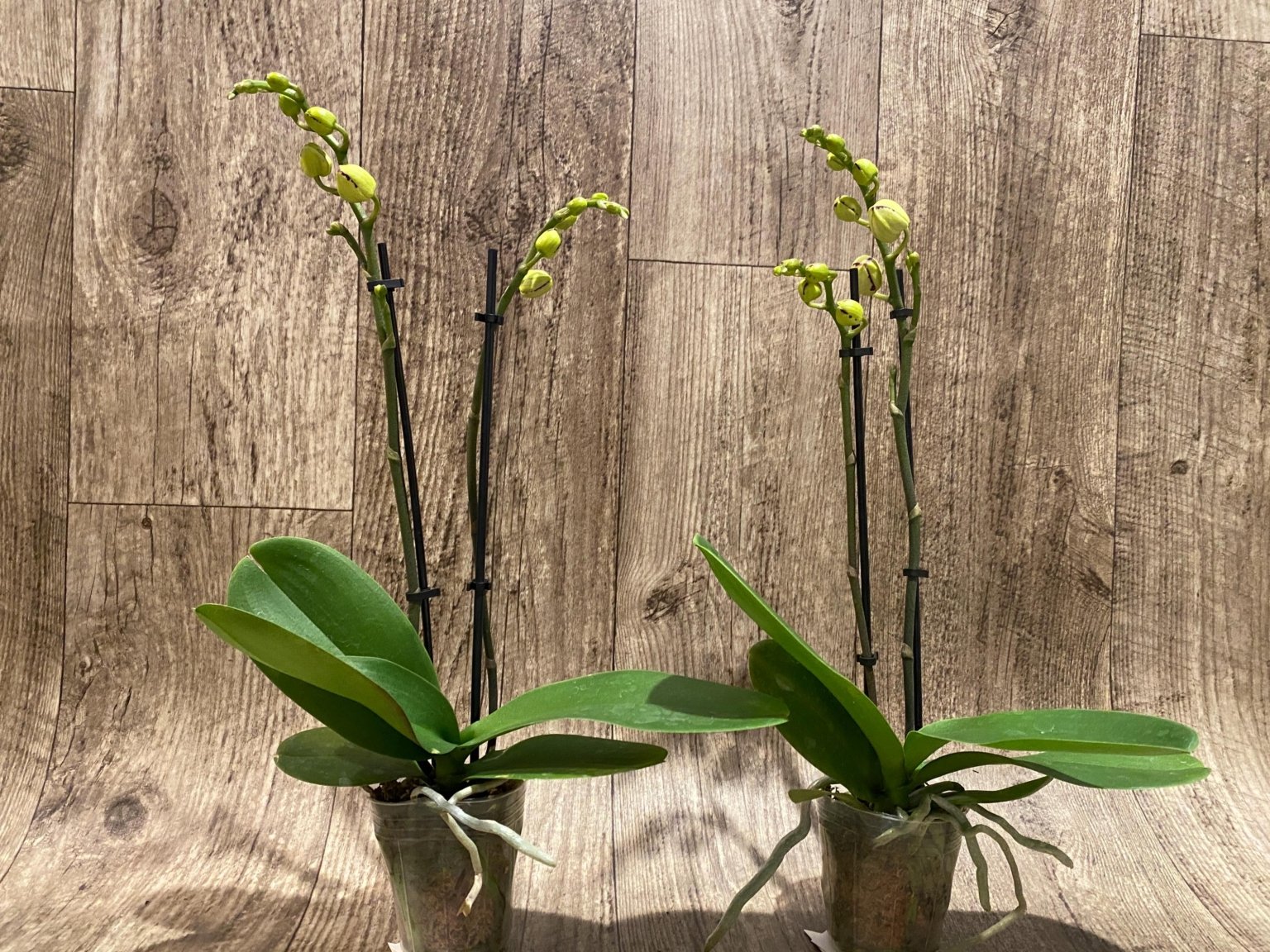 Double Spikes Phalaenopsis OX Orchids Farm (3.5″ pot) - Everything Orchids