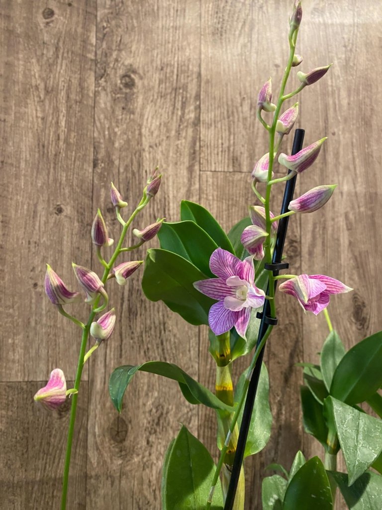 Double Spikes – Dendrobium Hawaiian Stripes (Mini Snowflake x Nida ...