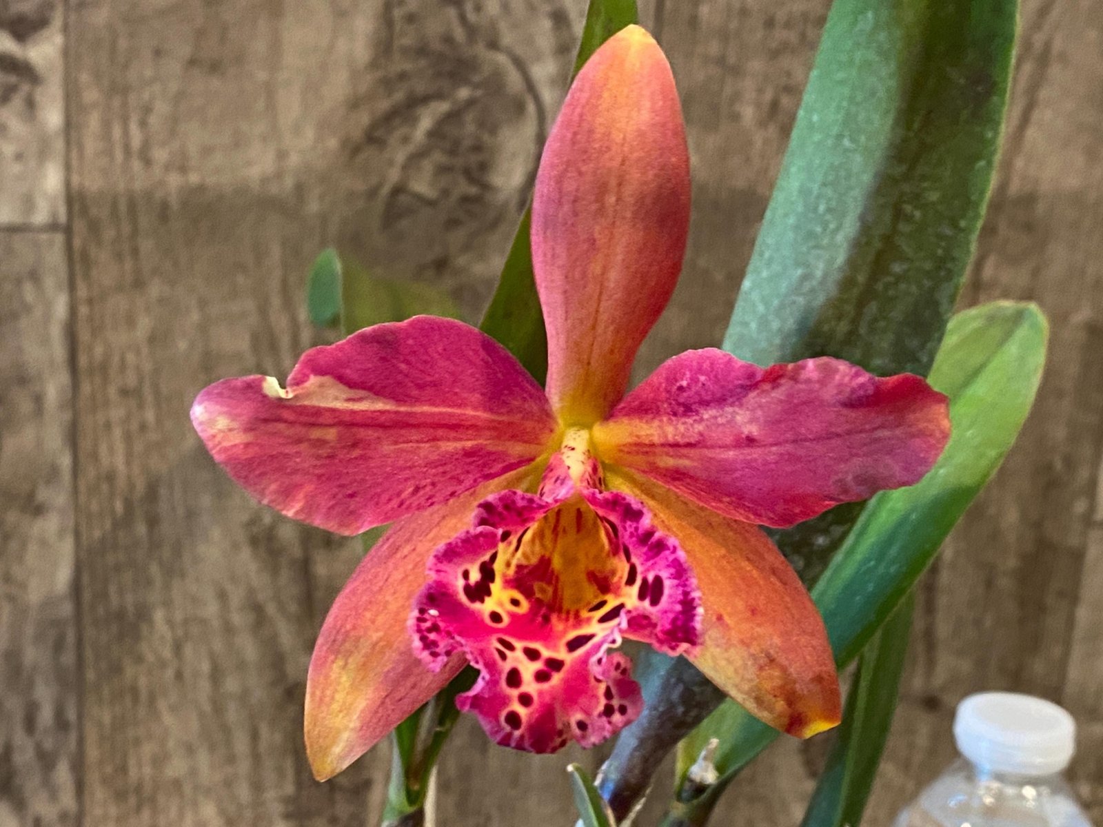 In Bloom Rby. Copper Queen (2.5” Pot) - Everything Orchids
