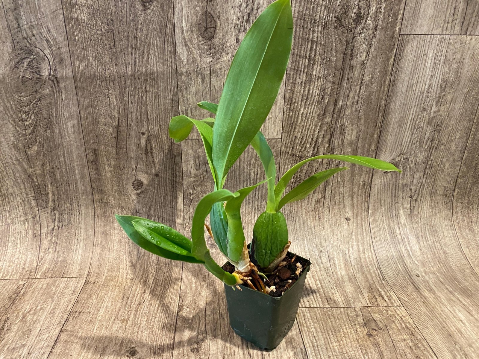 Brassia (Caudata alba x Edval Loo) x Brassia Rex ‘Waiomaio Spotloss’ (3 ...