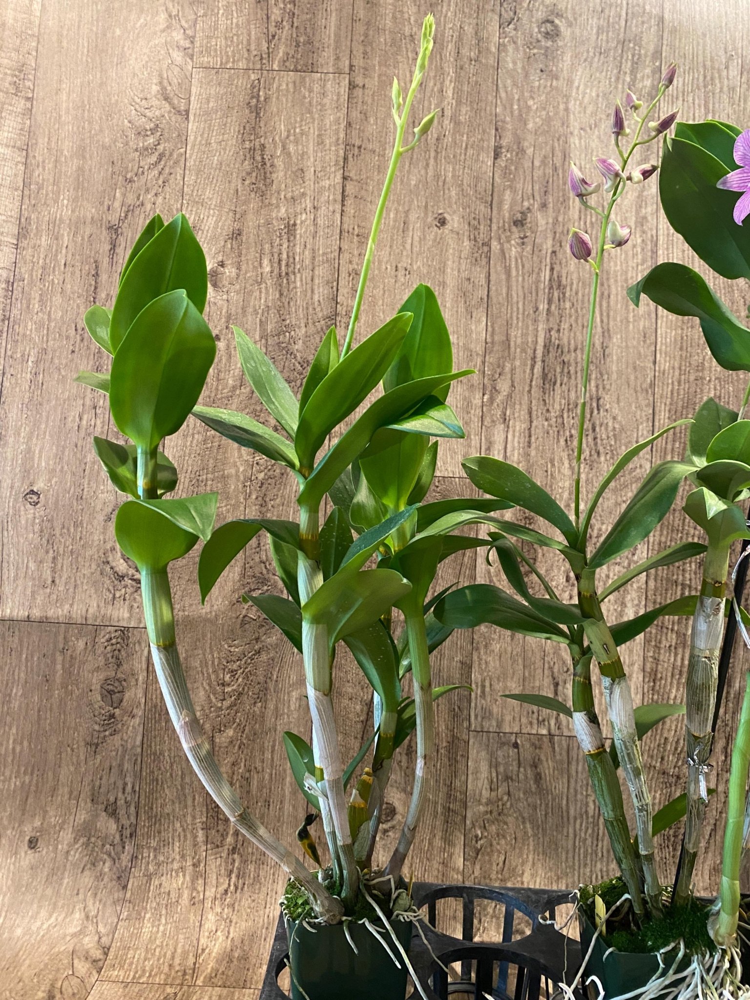 Double Spikes – Dendrobium Hawaiian Stripes (Mini Snowflake x Nida ...