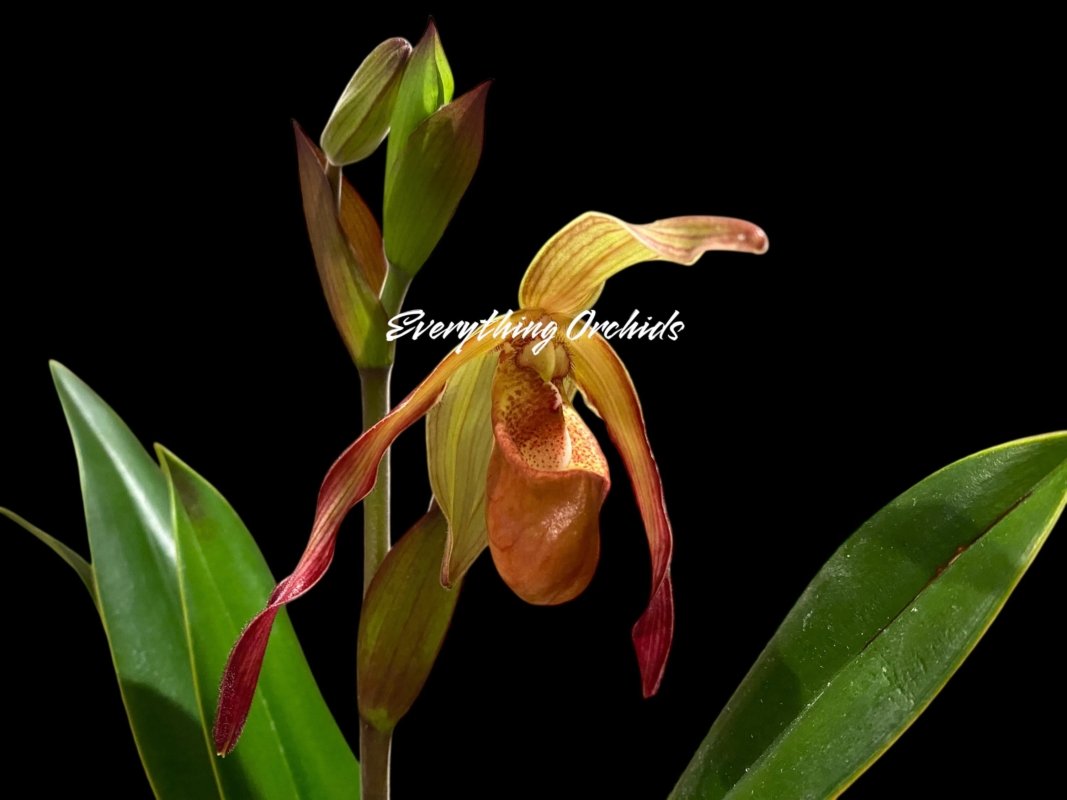 In Spike Phragmipedium Demetria (sargentianum × caudatum ...