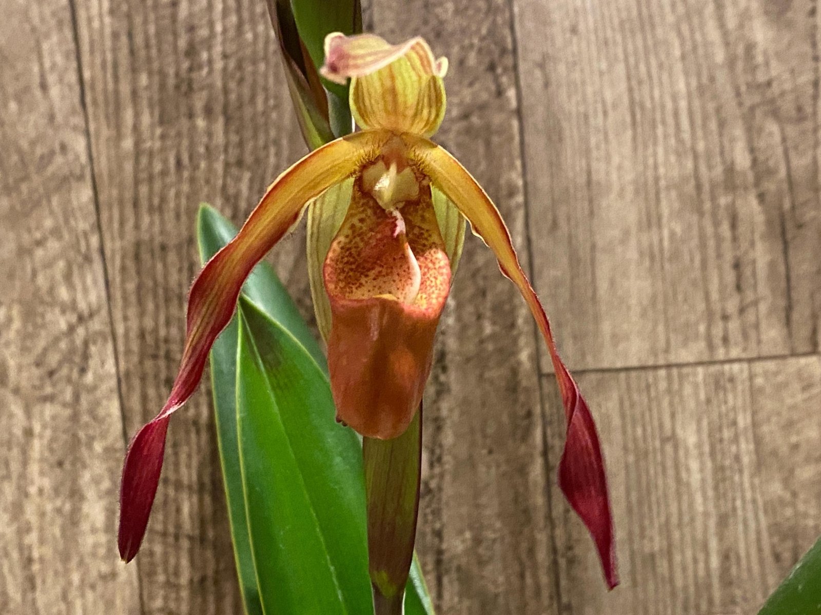 In Spike Phragmipedium Demetria (sargentianum × caudatum ...