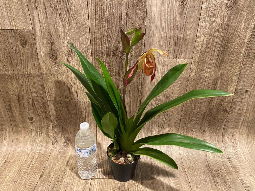 In Spike Phragmipedium Demetria (sargentianum × caudatum ...