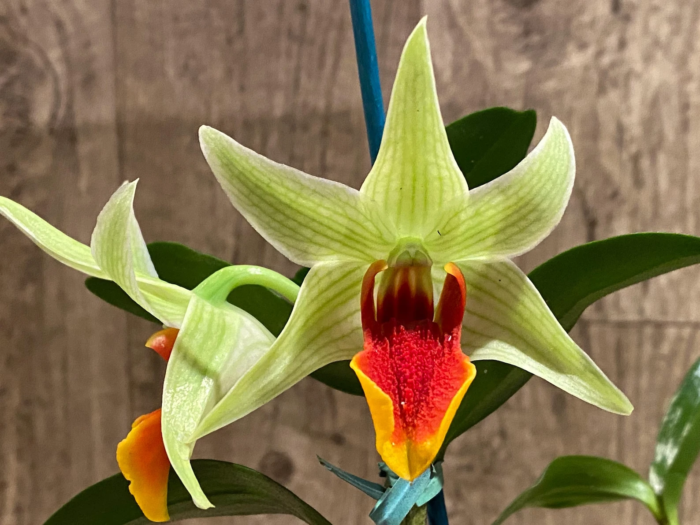 Dendrobium Jiaho Delight (Den. Hsinying Frostymaree × tobaense) (3.5 ...