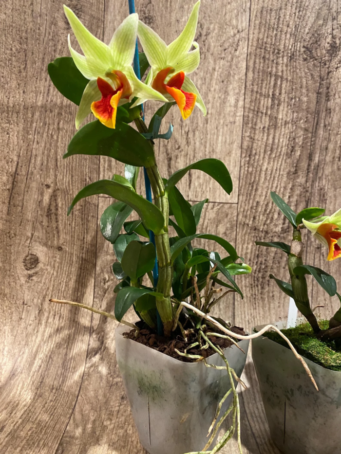 Dendrobium Jiaho Delight (Den. Hsinying Frostymaree × tobaense) (3.5 ...