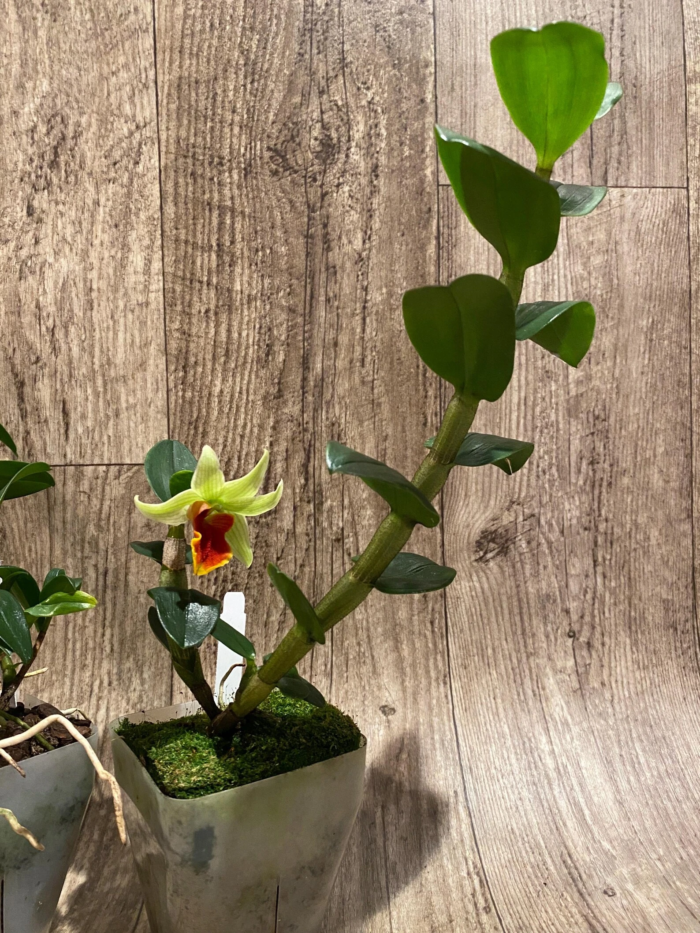 Dendrobium Jiaho Delight (Den. Hsinying Frostymaree × tobaense) (3.5 ...