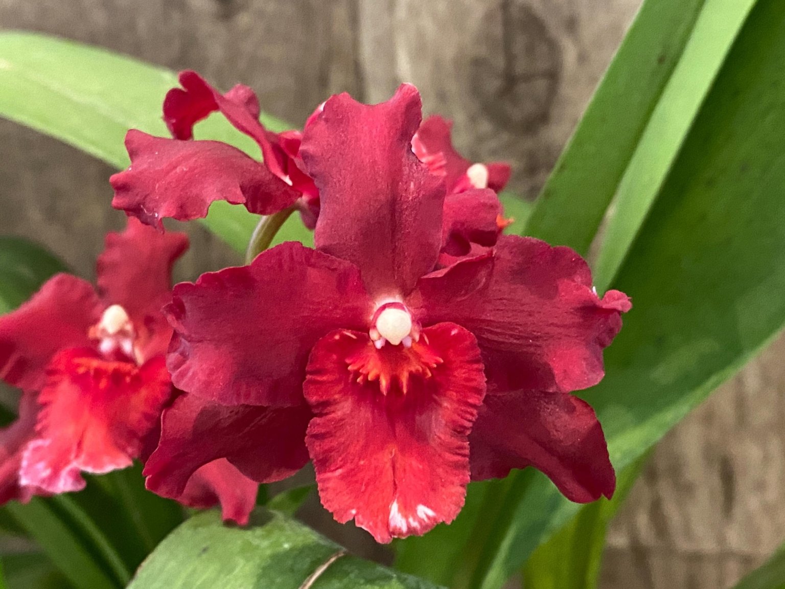 Double Spikes Oncostele Red Silk ‘HOF’ (3.5” pot) - Everything Orchids