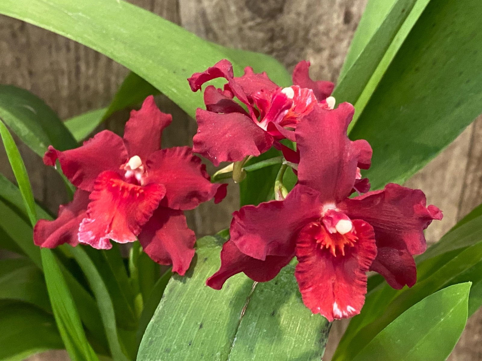 Double Spikes Oncostele Red Silk ‘HOF’ (3.5” pot) - Everything Orchids