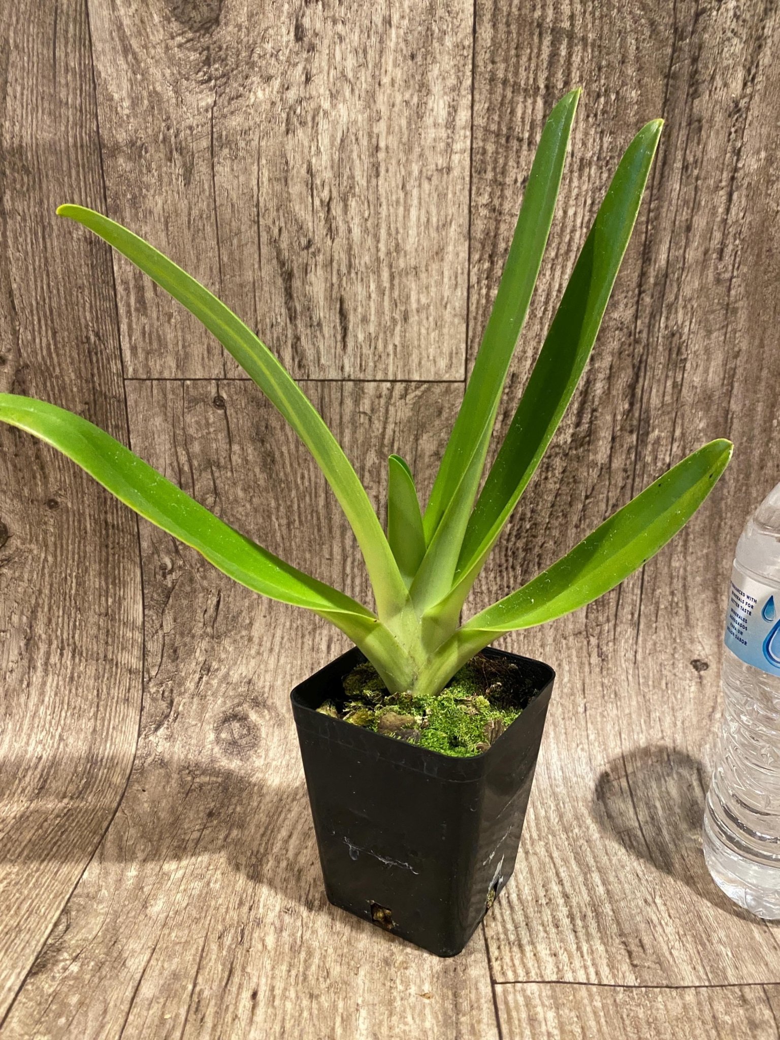 Paphiopedilum Booth’s Stone-Lady (Lady Isabel x stonei) (3.5” pot ...