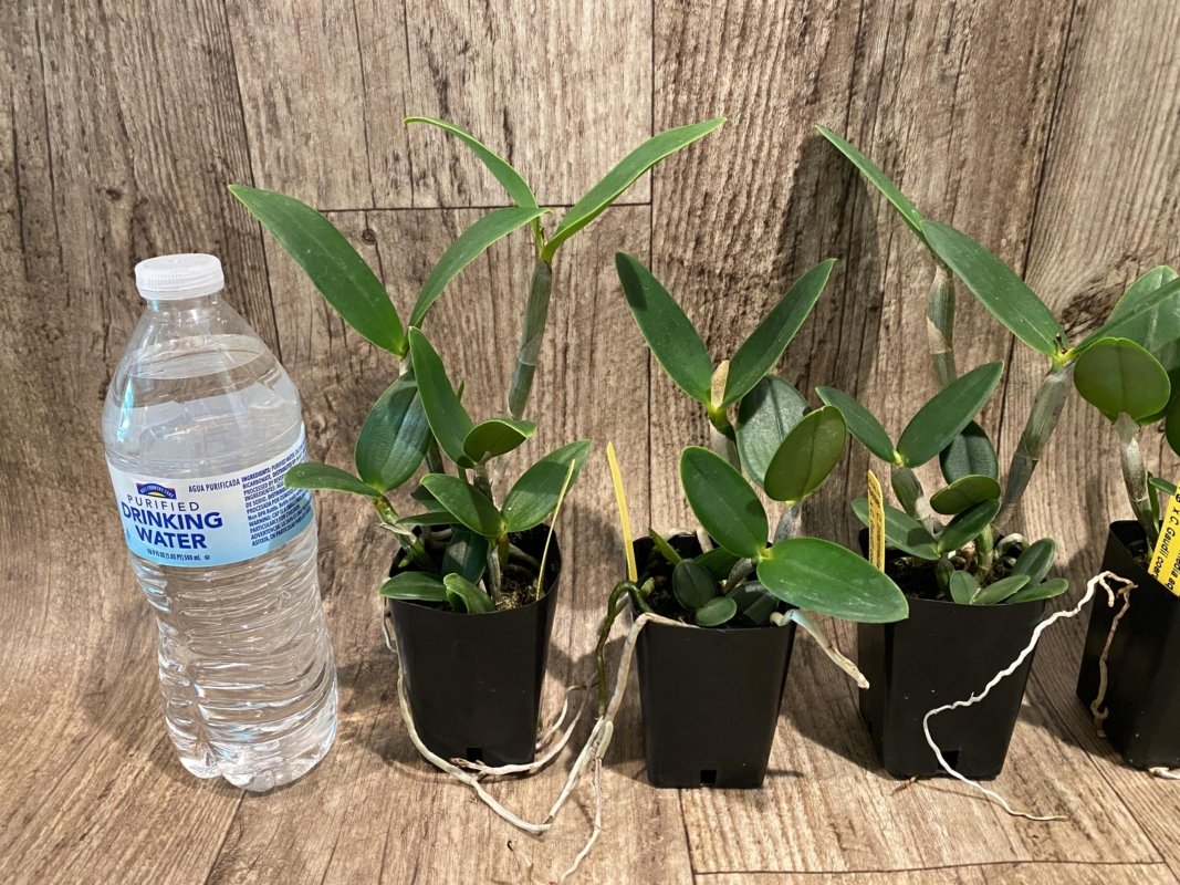 Cattleya intermedia aquinii coerulea ’20-26G’ x Cattleya Gaudii ...