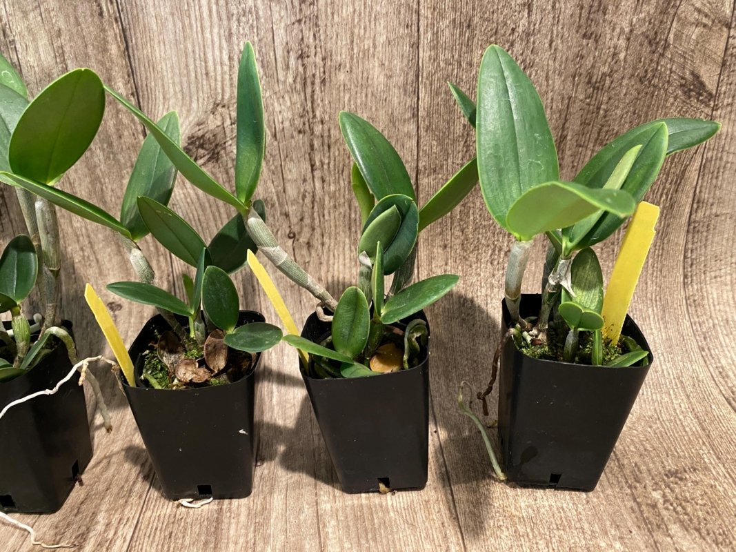 Cattleya intermedia aquinii coerulea ’20-26G’ x Cattleya Gaudii ...