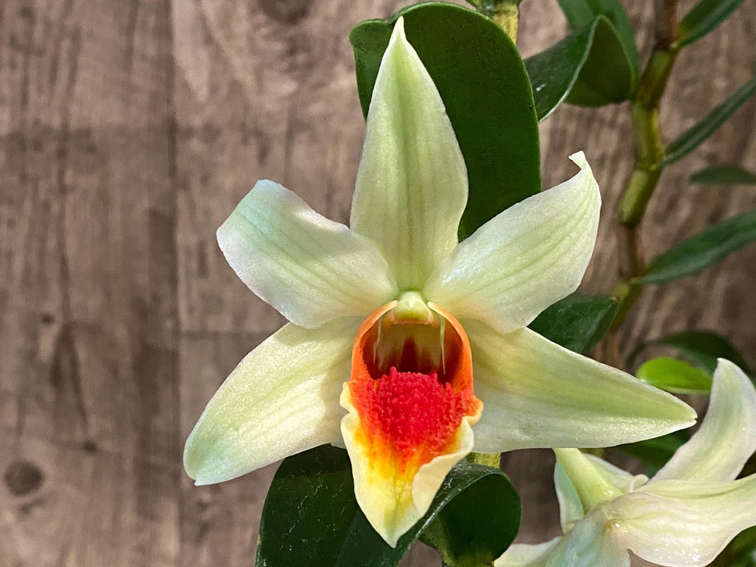 In Buds Dendrobium Dawn Maree x Peng Seng Tall Canes (3.5” Pot ...