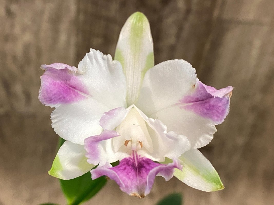 Cattleya intermedia aquinii coerulea ’20-26G’ x Cattleya Gaudii ...