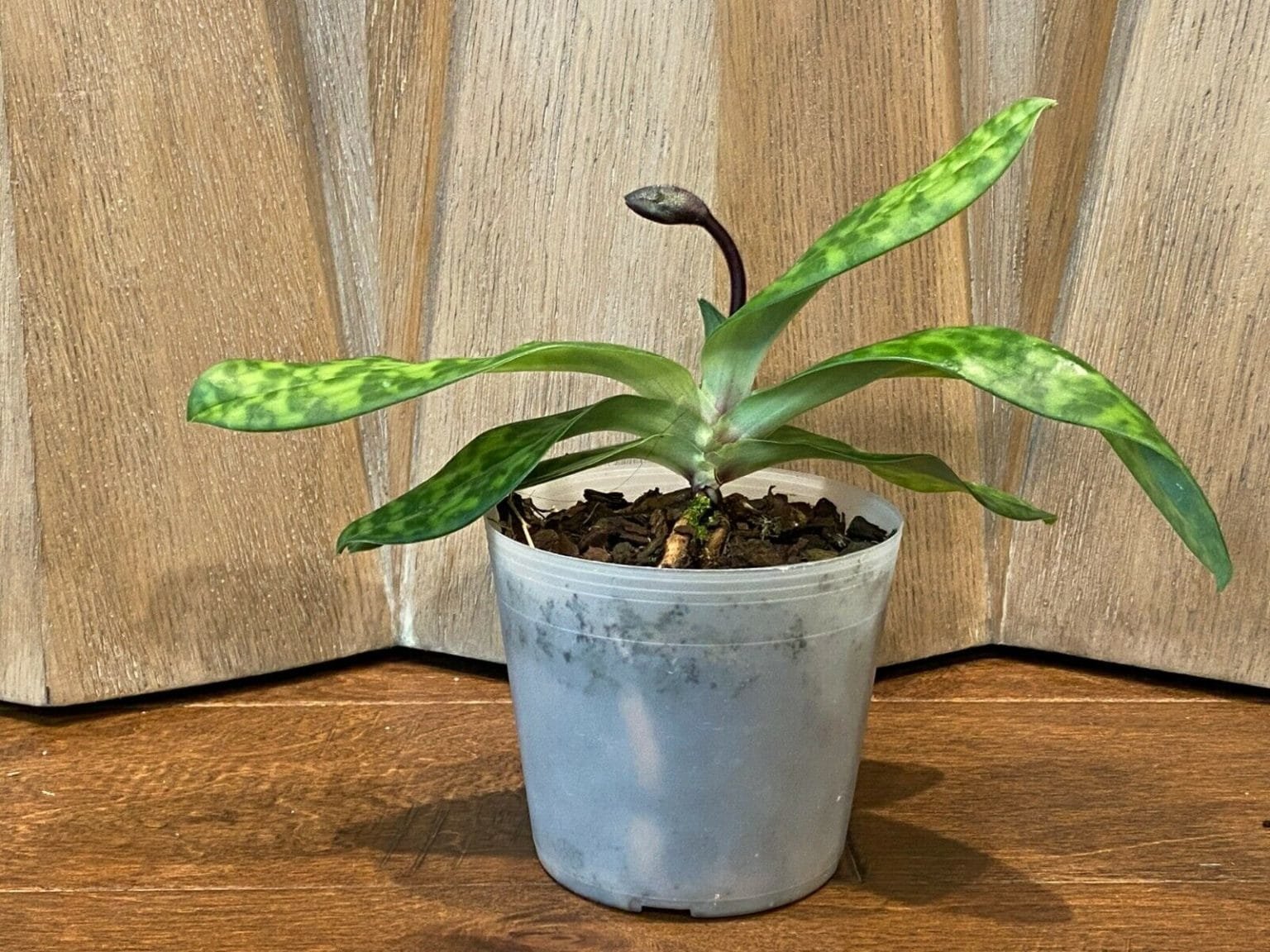 Paph. Hsinying Rubyweb x Hsinying Cyber Leopard (3.5" pot) - Everything ...