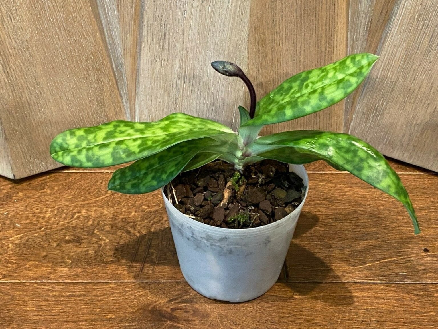 Paph. Hsinying Rubyweb x Hsinying Cyber Leopard (3.5" pot) - Everything ...