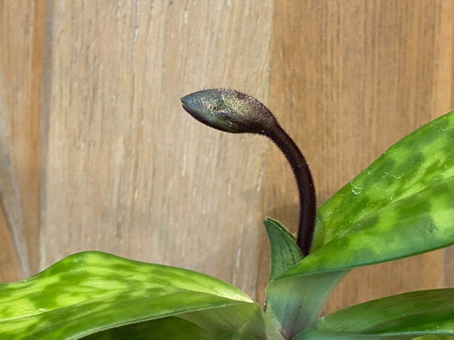 Paph. Hsinying Rubyweb x Hsinying Cyber Leopard (3.5" pot) - Everything ...
