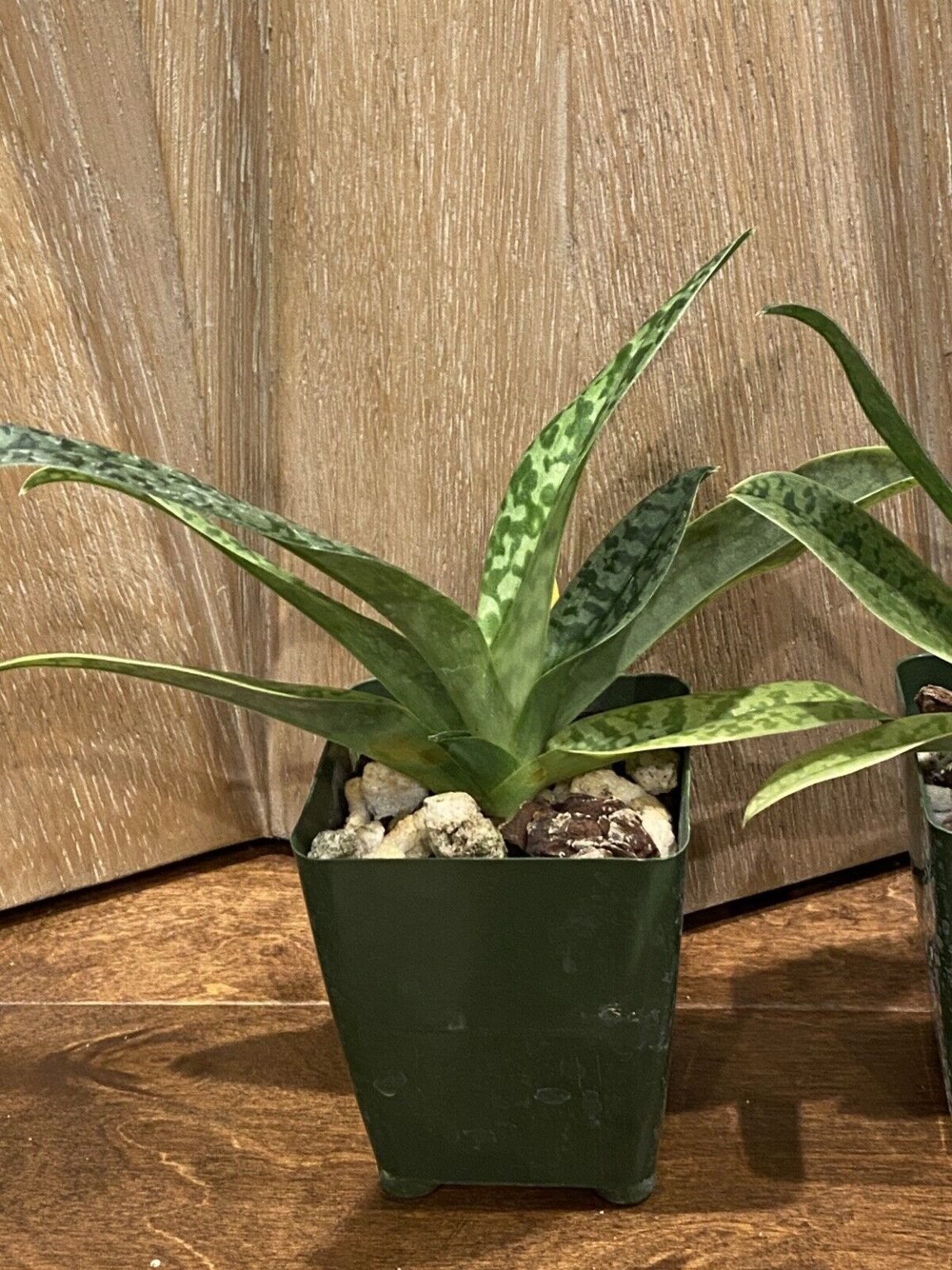 Paphiopedilum venustum var. album x sib Blooming Size (3.5” Pot ...