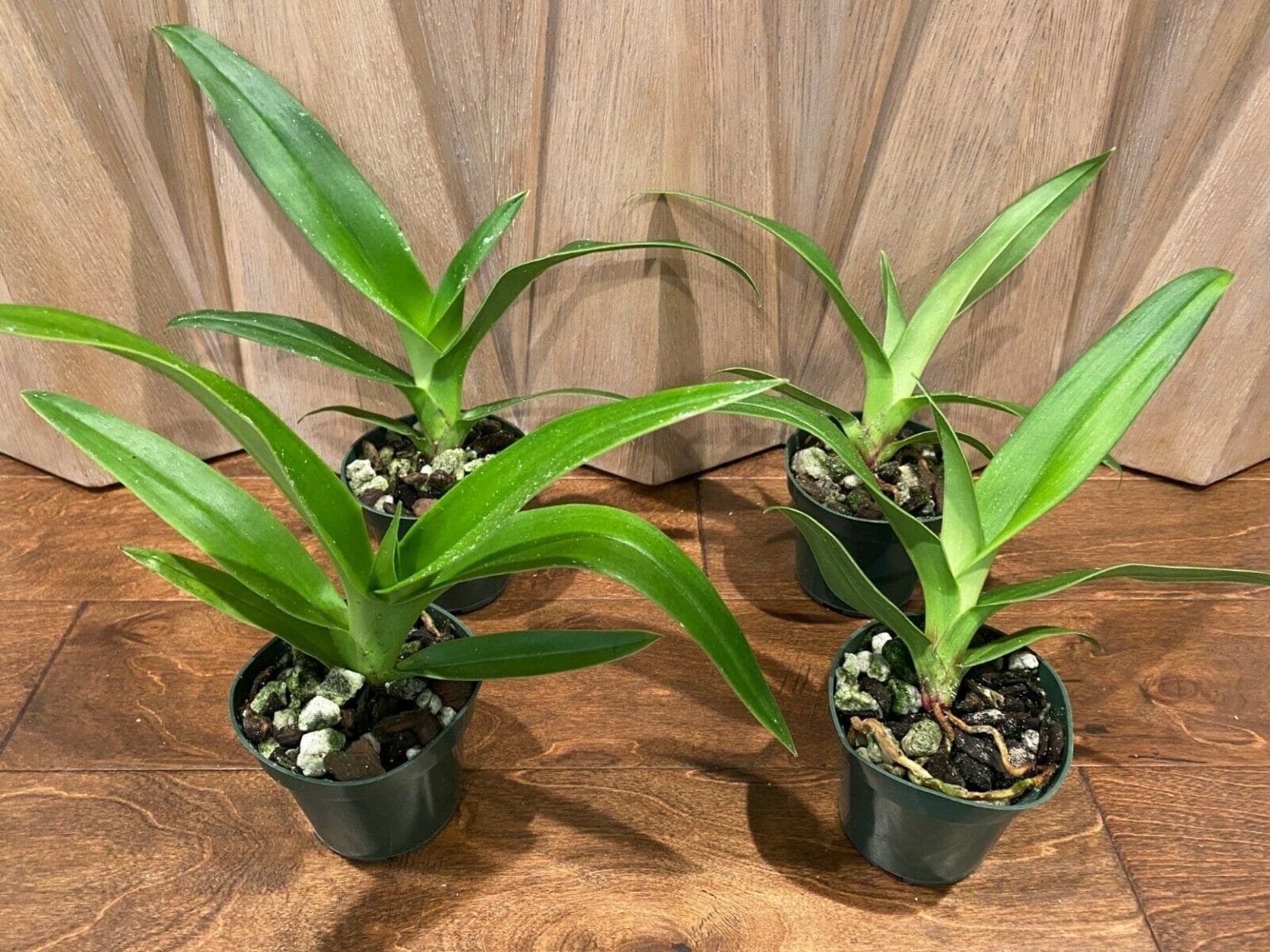 Phragmipedium QF ula'ula (Haley Decker x Eric Young) BS (4" pot ...