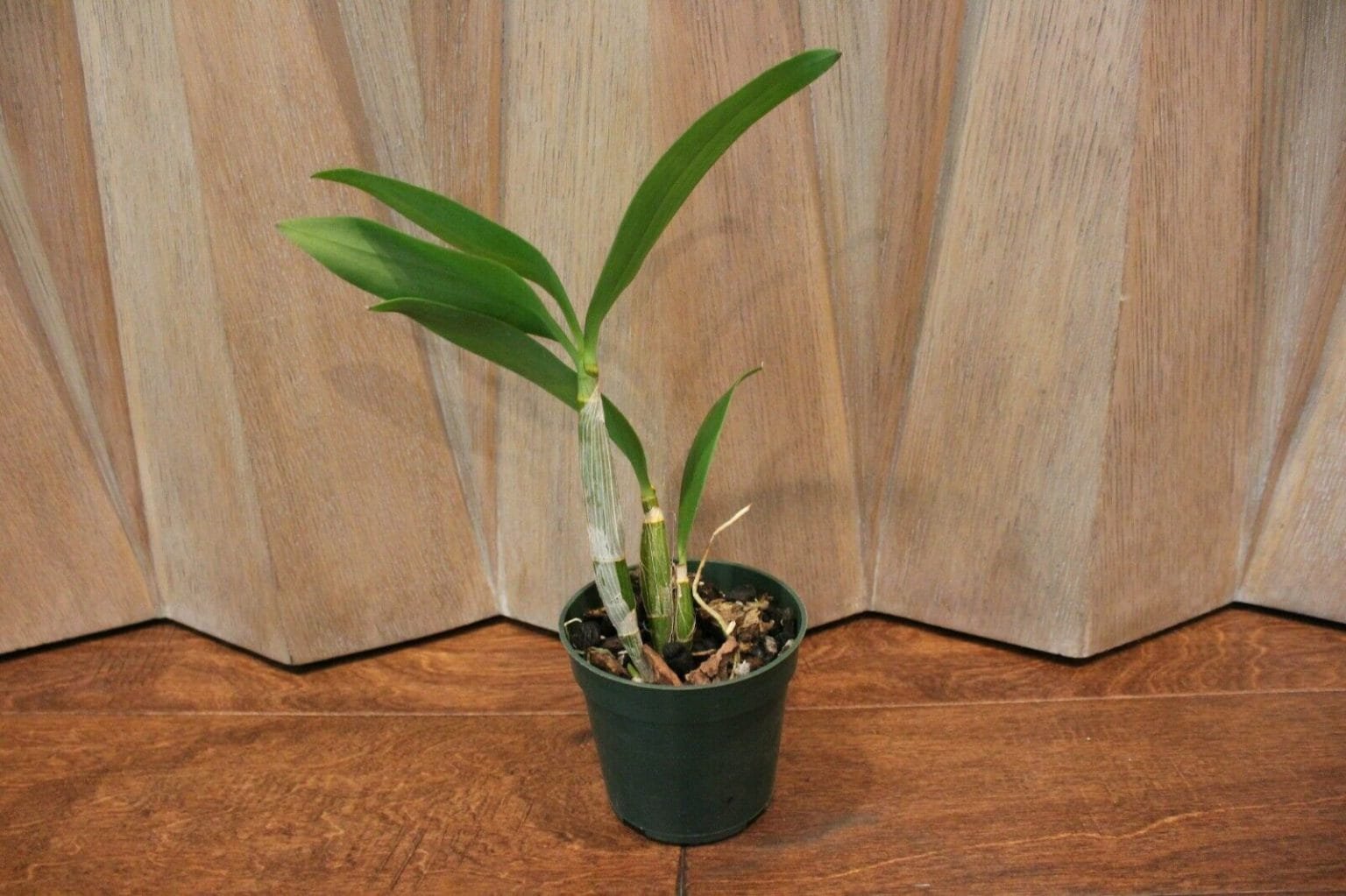 Dendrobium Hawaii Spectacular (Big Alex x Spectabile) 4" pot ...