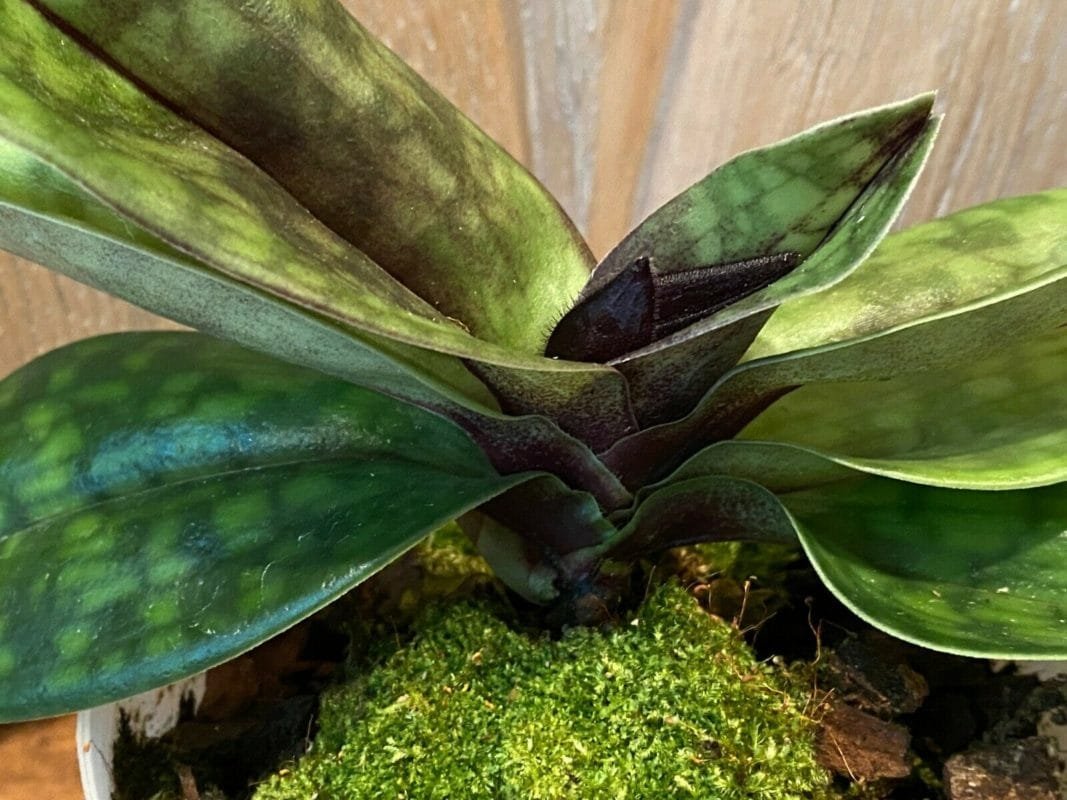 Paph. Hsinying Carlos x Hsinying Book 'Giant' (3.5" pot) - Everything ...