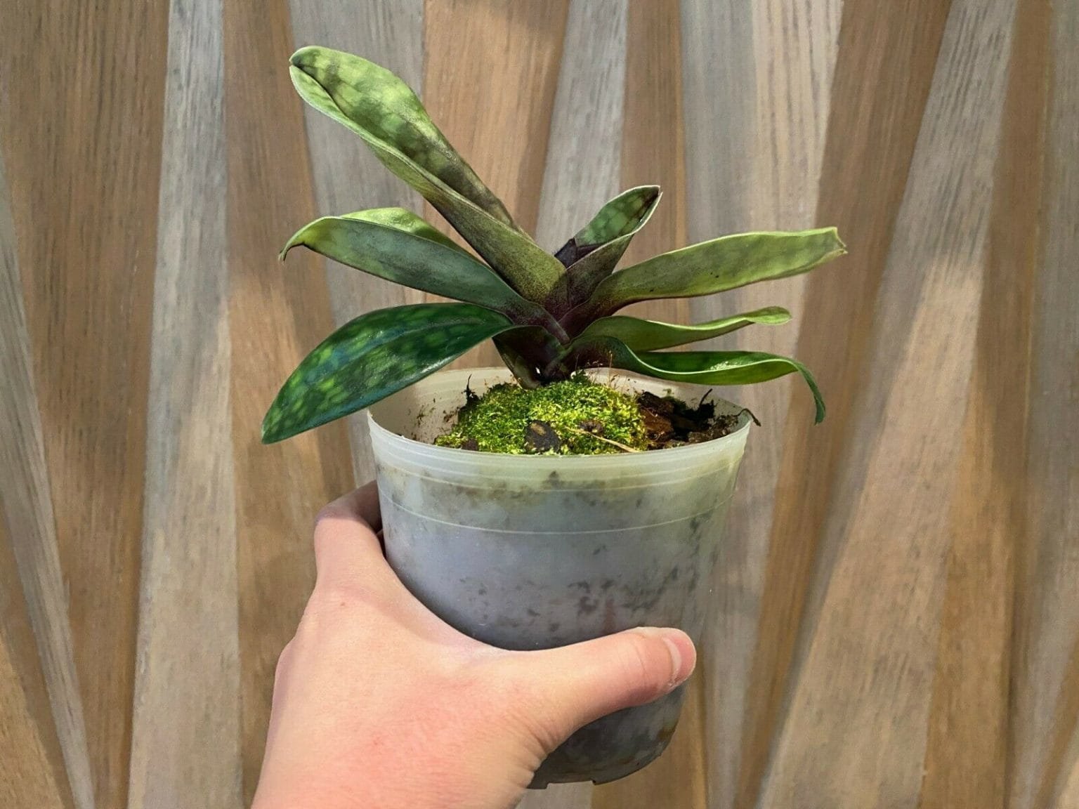 Paph. Hsinying Carlos x Hsinying Book 'Giant' (3.5" pot) - Everything ...