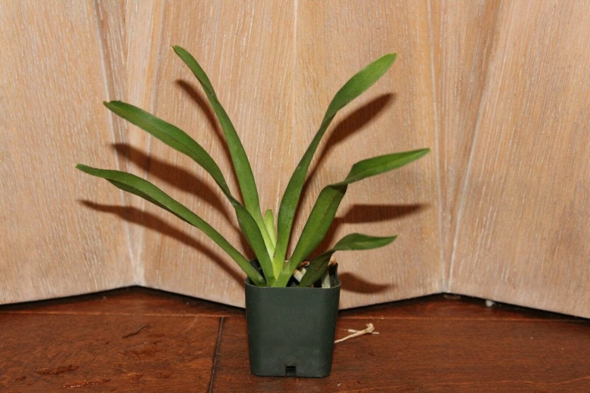 Vanda Gloria Blue (2" pot) - Everything Orchids
