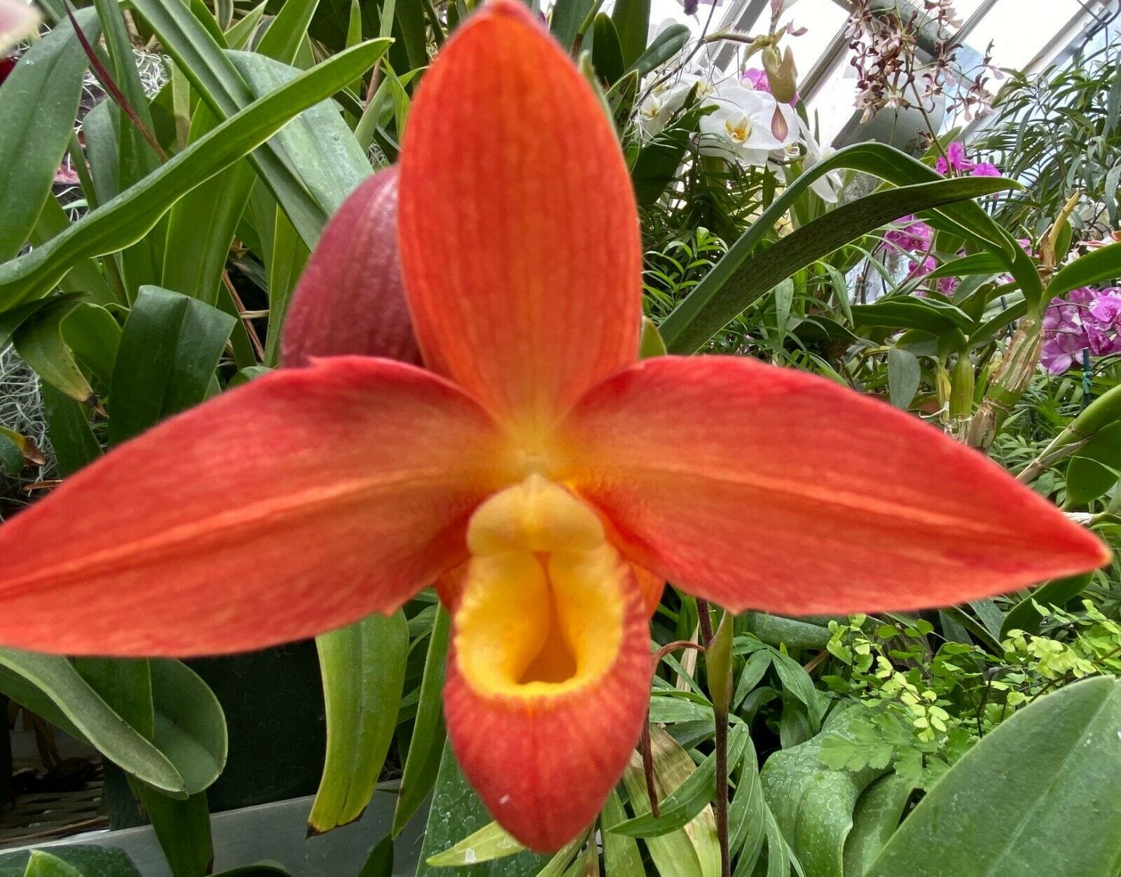 Phragmipedium Don Wimber BS (4" pot) - Everything Orchids