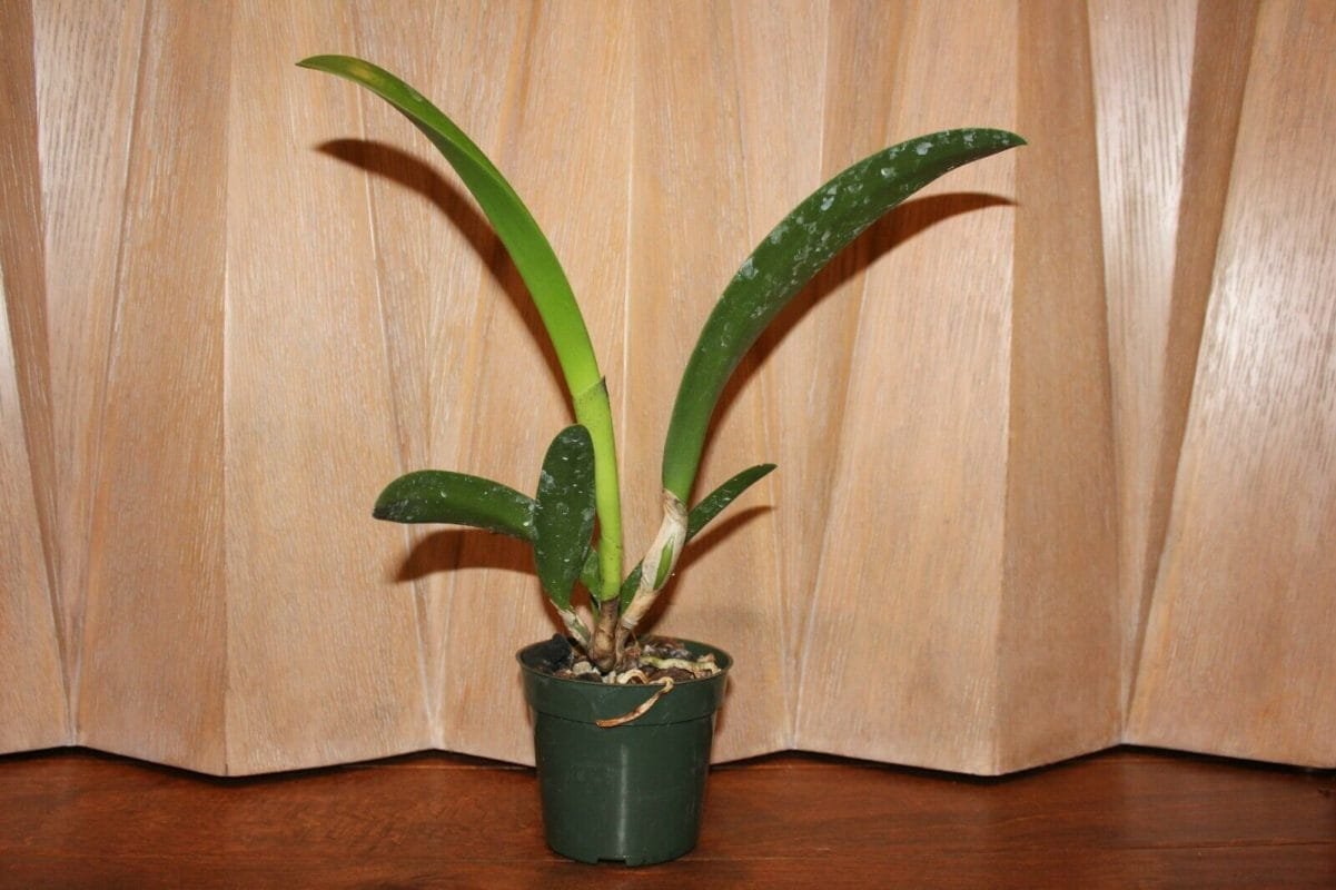 Blc. Copper Queen (Bl. Richard Mueller x Toshia Aoki) (4" pot ...
