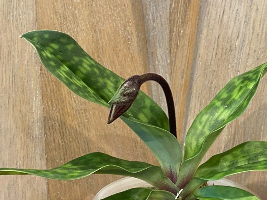 Paph. Hsinying Raisin 'CH #6' x Hsinying Book 'Giant' (3.5" pot ...
