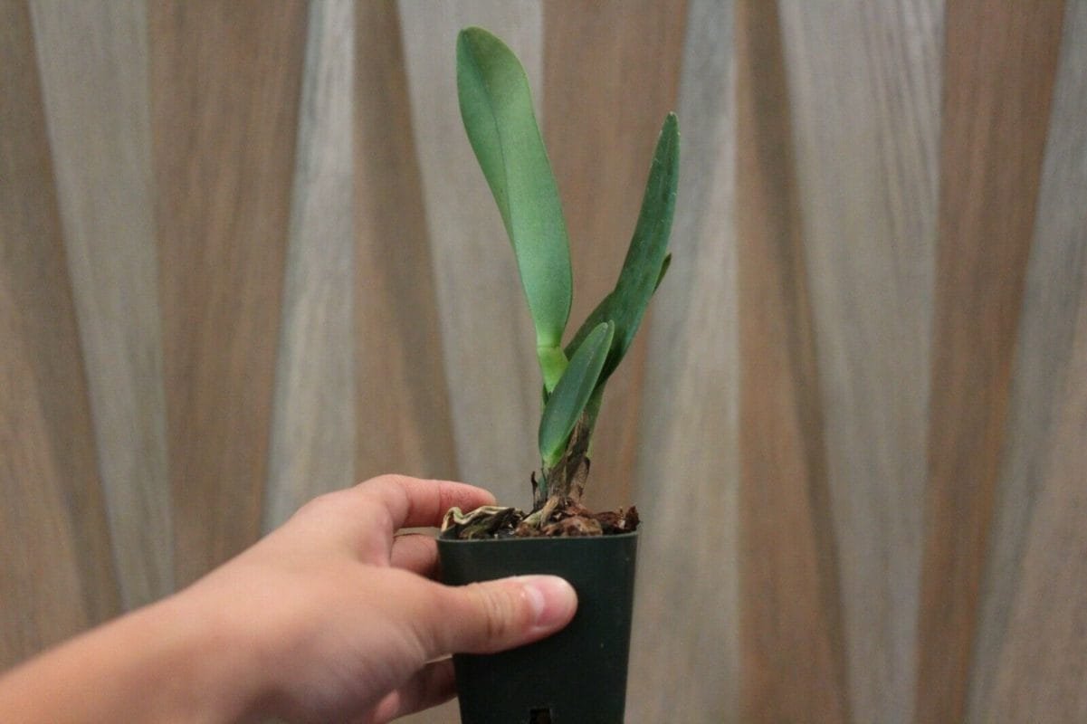 Pot. Memoria Yoshi Tsubaki 'Supreme' (Blc. Jeremy Island x Pot. Hisako ...