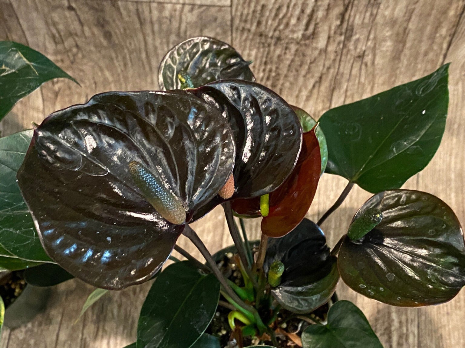 RARE Black Anthurium (4.5” Pot) - Everything Orchids